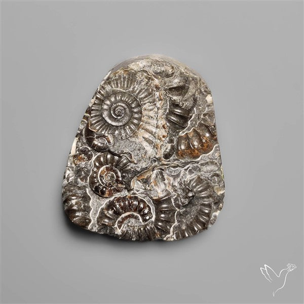 Buy Rare Marston Marble Fossil from England UK N34322 Online at ...