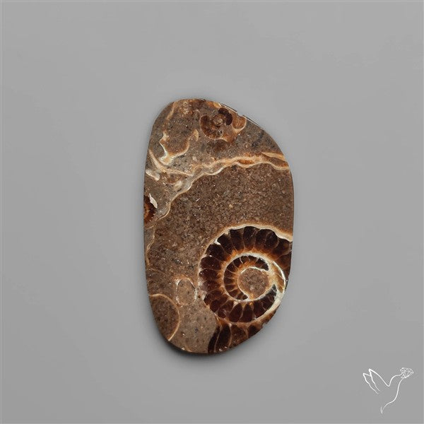Buy Rare Fossil Jurassic Marston Marble N34349 Online at Gemstonesforsale
