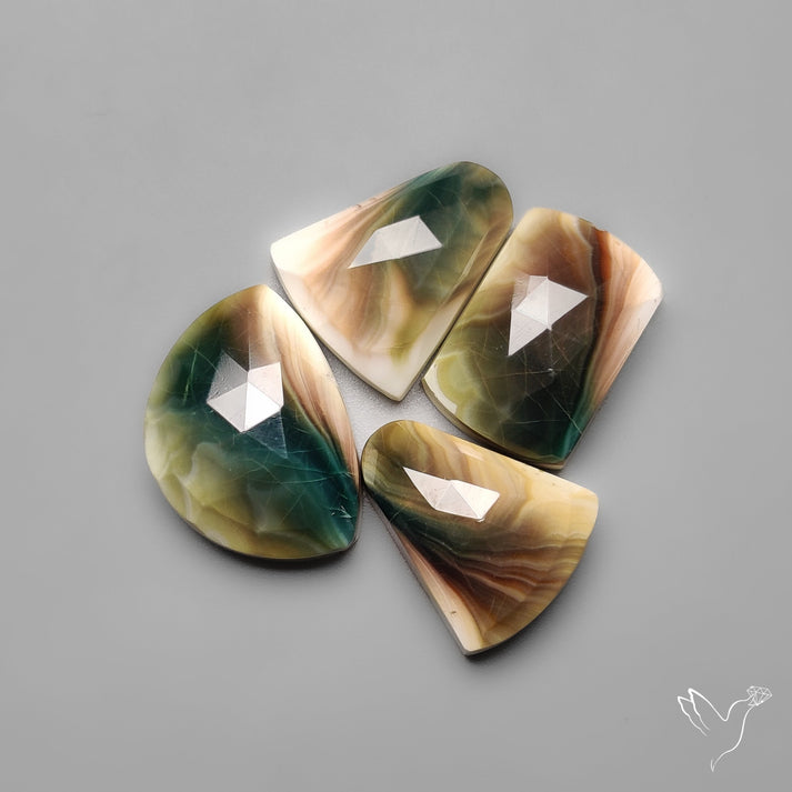 Shiva Eye Shell | Rose Cut Shiva Eye Shells Lot (Default Title ...